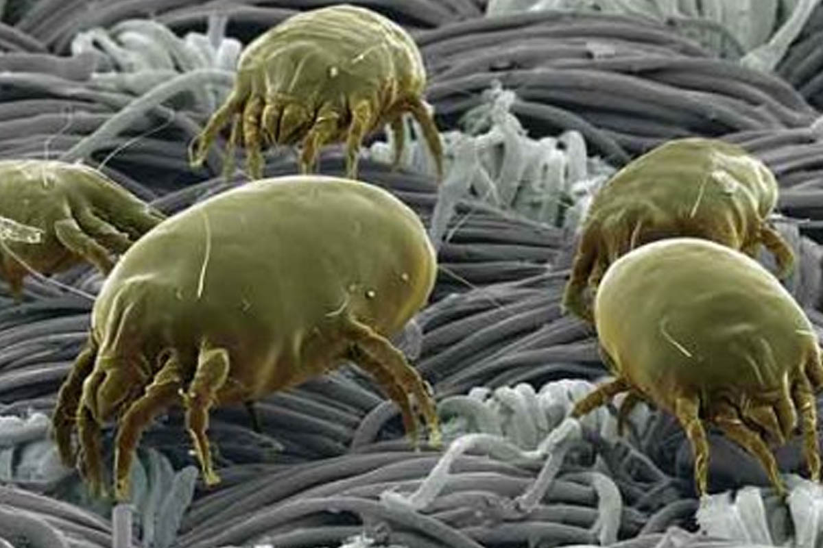 Biologia dos Ácaros | Agro Dedetizadora