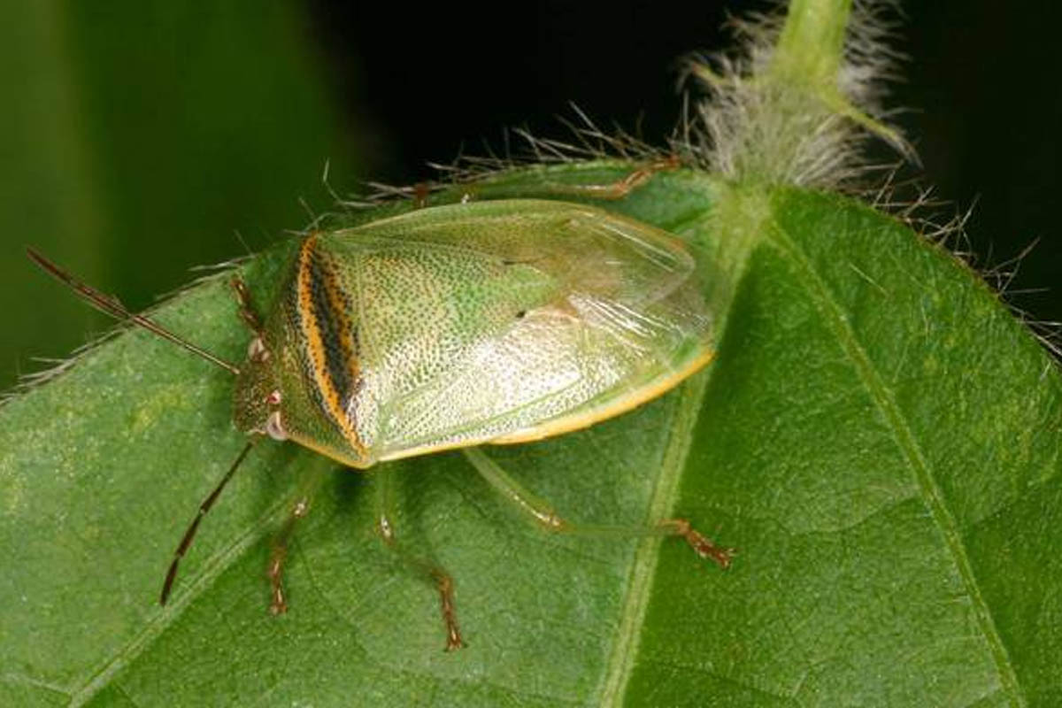 Biologia dos Percevejos | Agro Dedetizadora