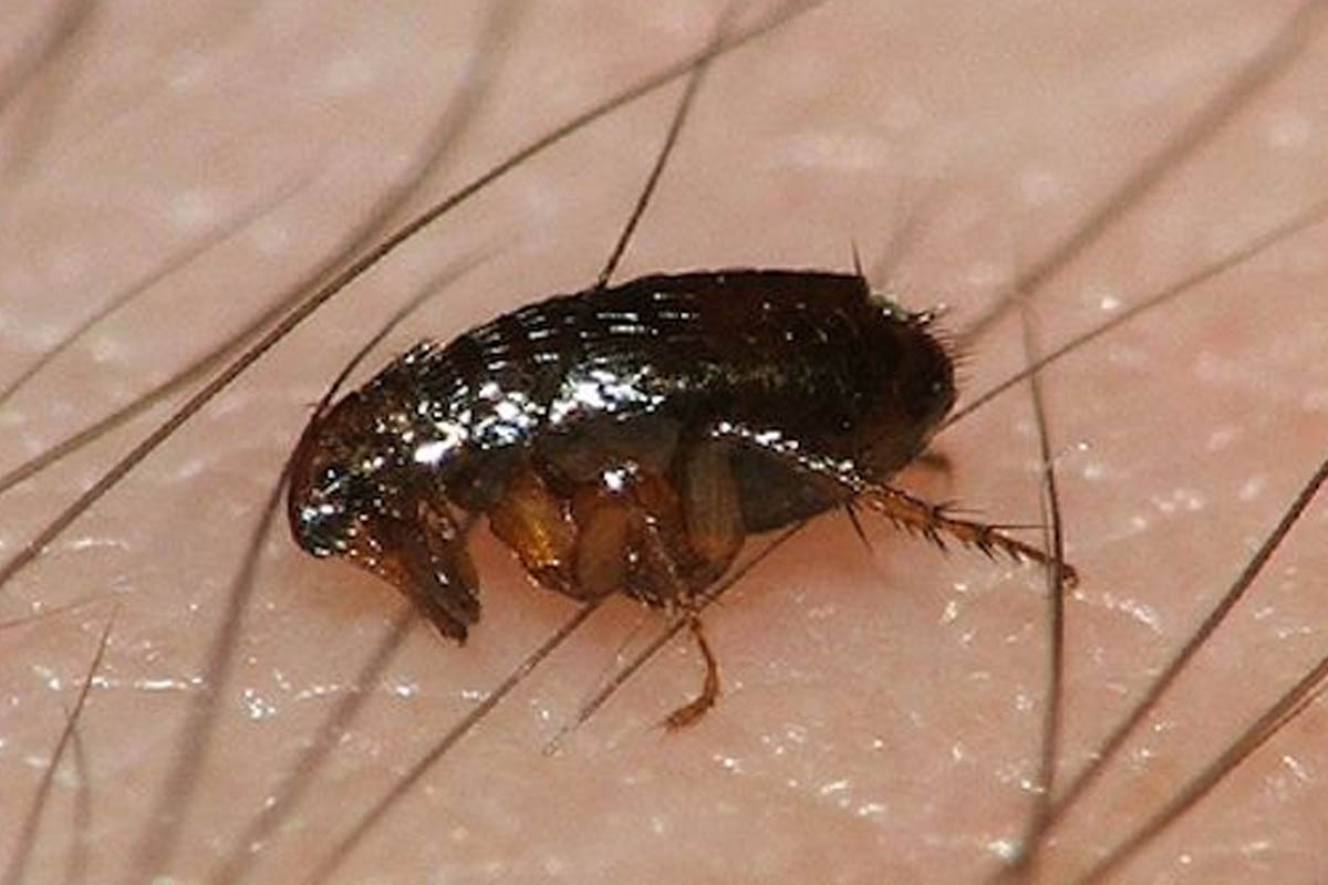 Biologia das Pulgas | Agro Dedetizadora